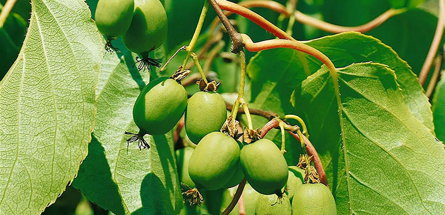 Unsere Empfehlung - Kiwi Issai